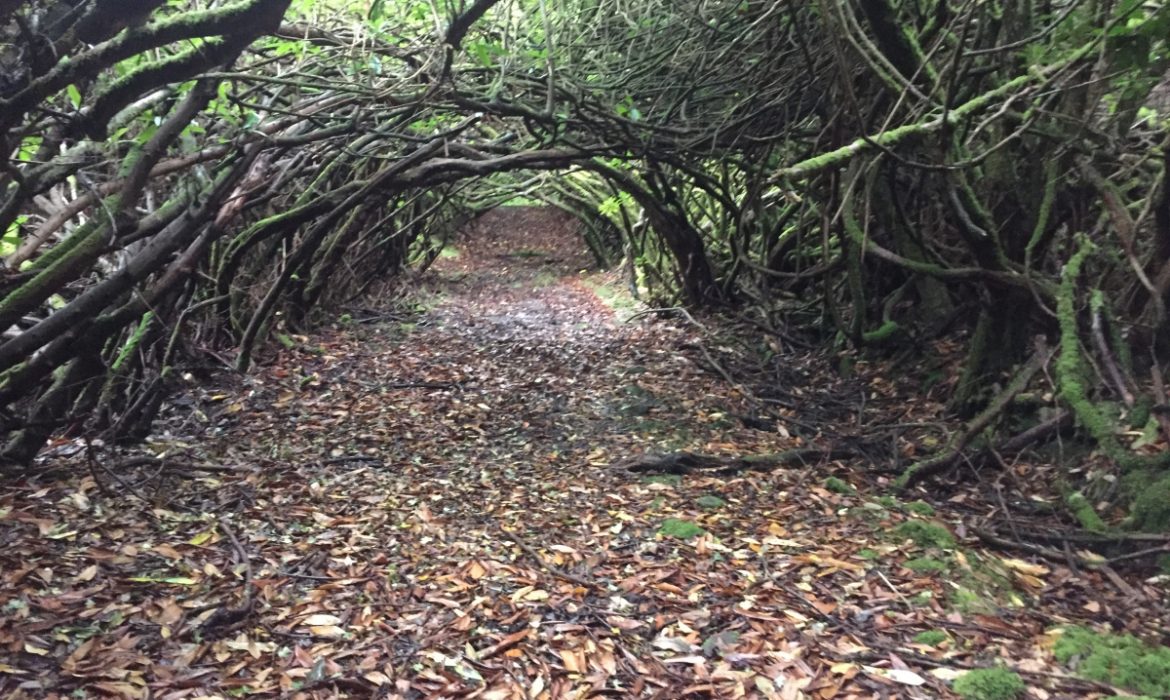 Glena Cottage | Hike | Ruins | History | Queen Victoria | Killarney