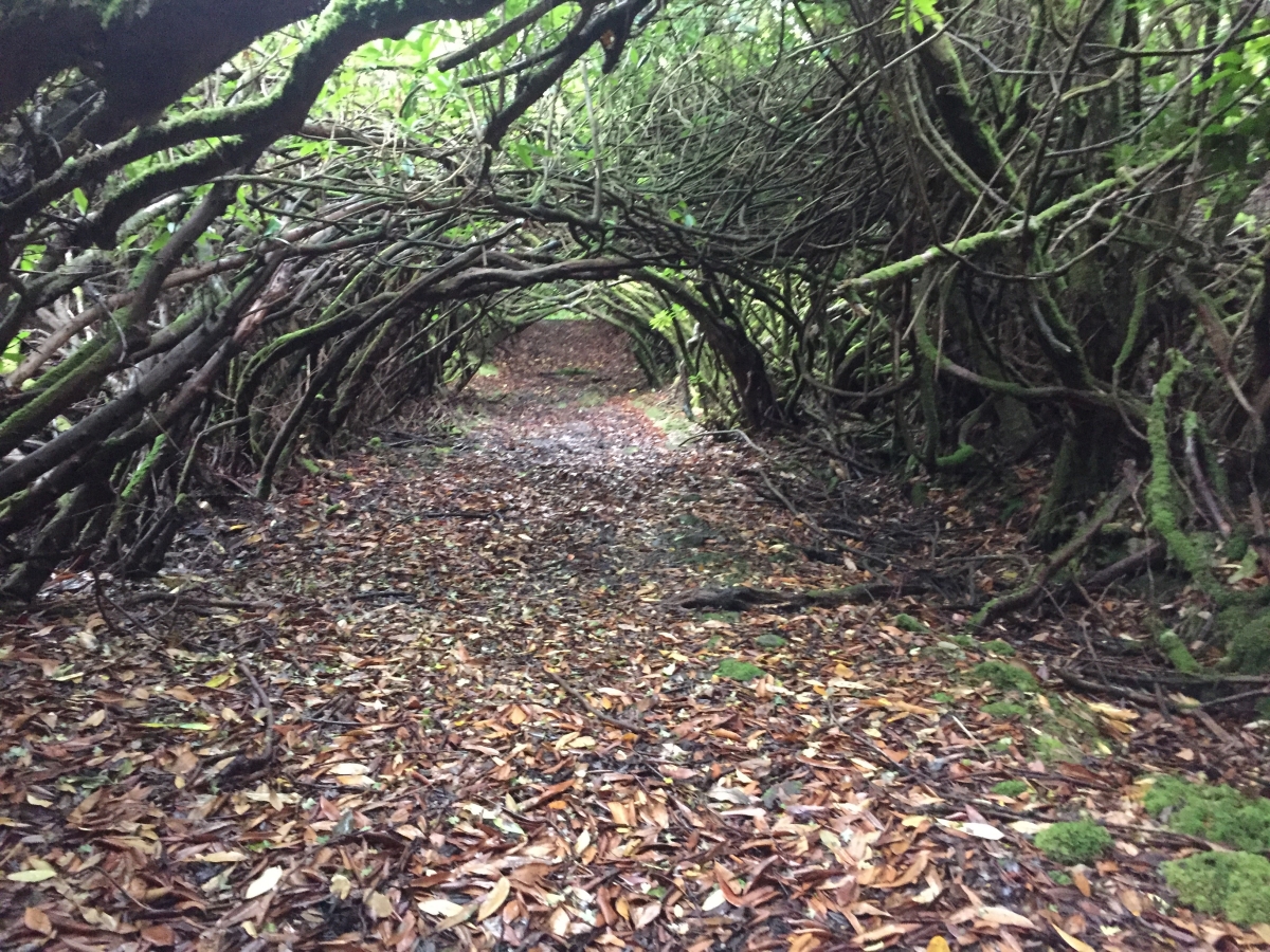 Glena Cottage | Hike | Ruins | History | Queen Victoria | Killarney